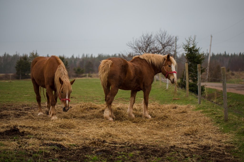 What is a Draft Horse: Comprehensive Guide to The Mighty Breed ...