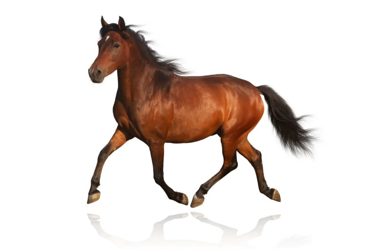 Mustang vs Arabian Horse: Unveiling Key Differences History and Origin ...