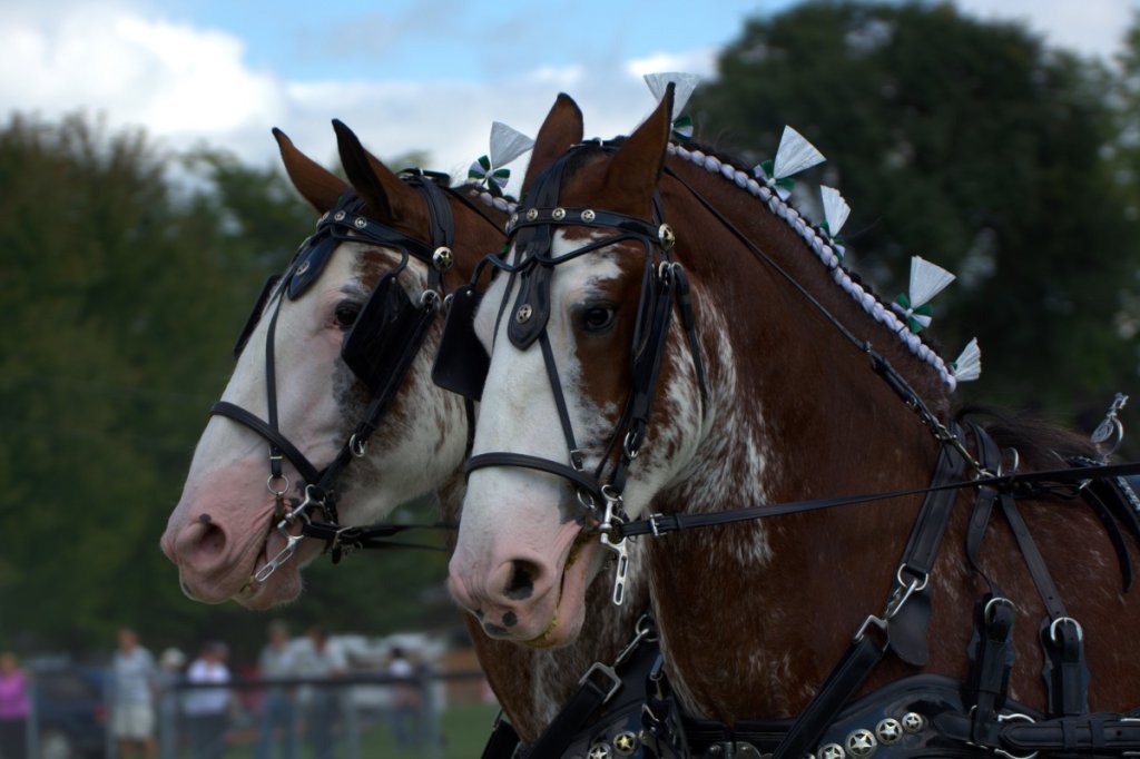 Shire Horse vs Clydesdale: In-Depth Breed Comparison - HorseNameIdeas.com
