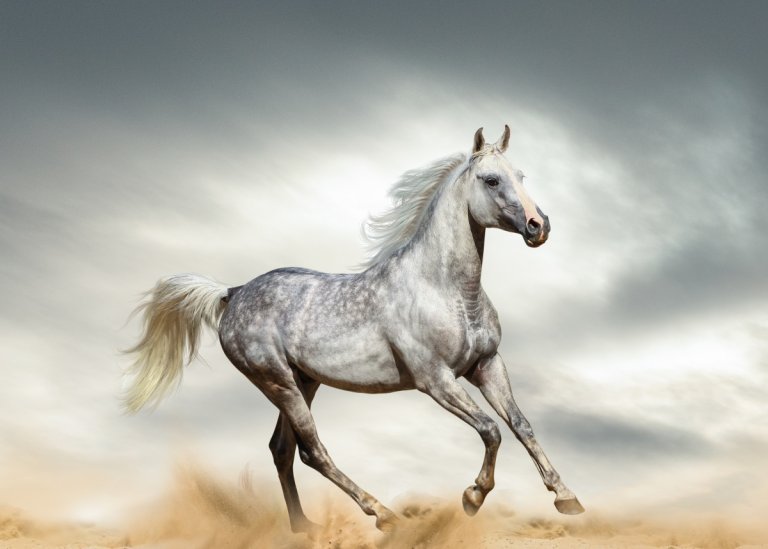 How Fast Can an Arabian Horse Run: In-Depth Analysis - HorseNameIdeas.com