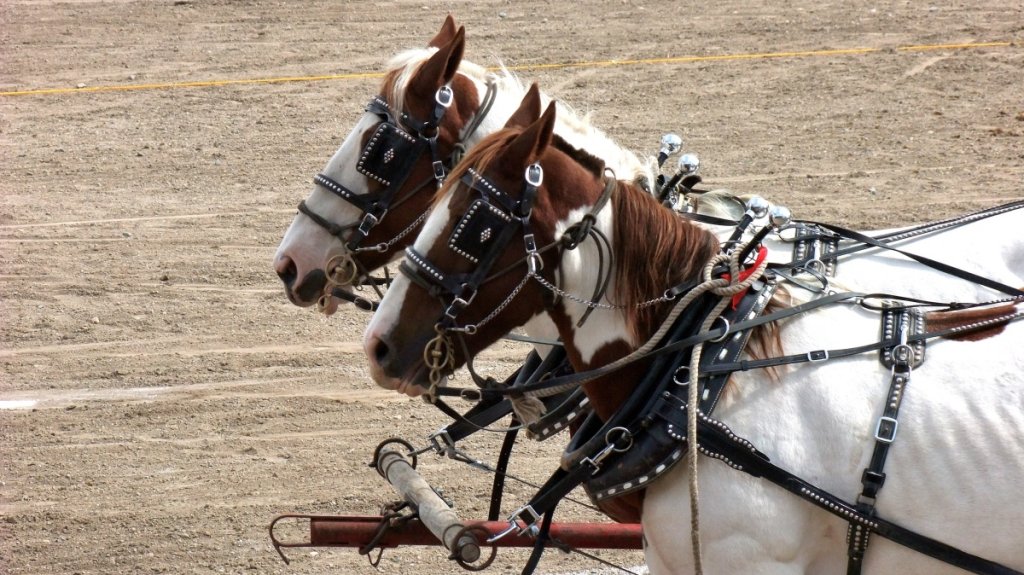 How to Harness a Draft Horse: Comprehensive Guide for Beginners ...