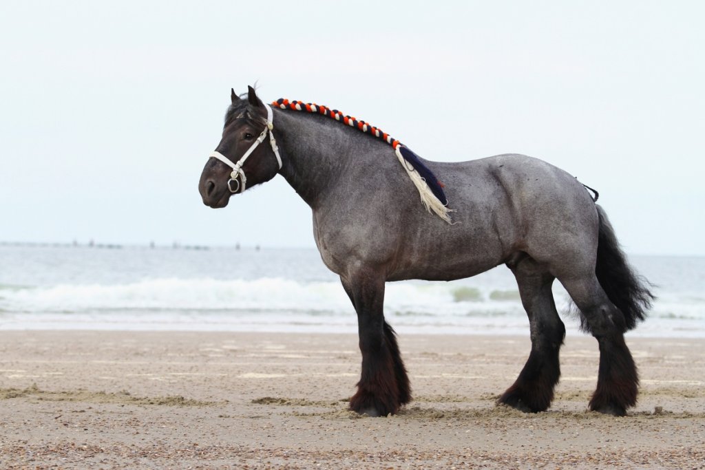 What is the Biggest Draft Horse: Breed Insights and Comparison ...