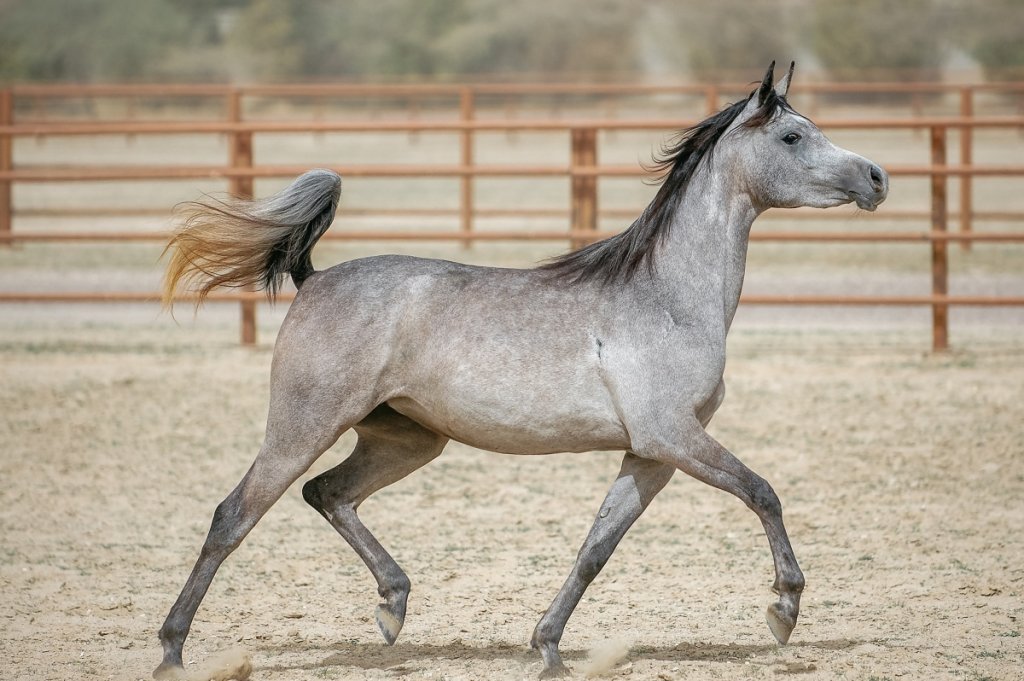 How Much is an Arabian Horse: Detailed Buyer's Guide - HorseNameIdeas.com
