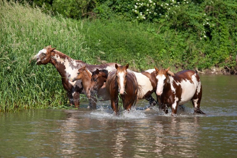 Types of Paint Horse Patterns: Comprehensive Guide - HorseNameIdeas.com