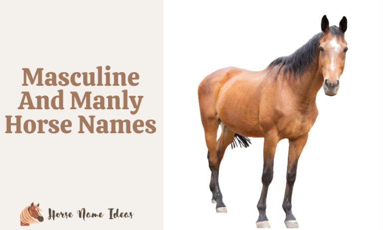 250 Masculine And Manly Horse Names (With Meanings) - HorseNameIdeas.com