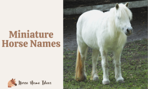 500 Miniature Horse Names (With Meanings) - HorseNameIdeas.com