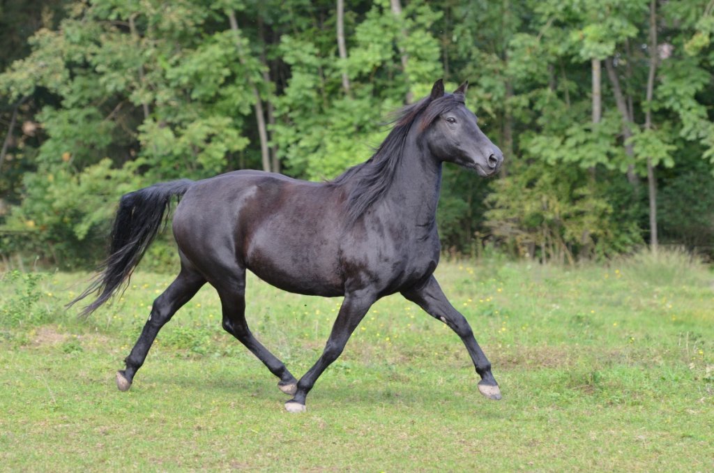 Morgan vs Quarter Horse: Comparing Breeds & Key Characteristics ...