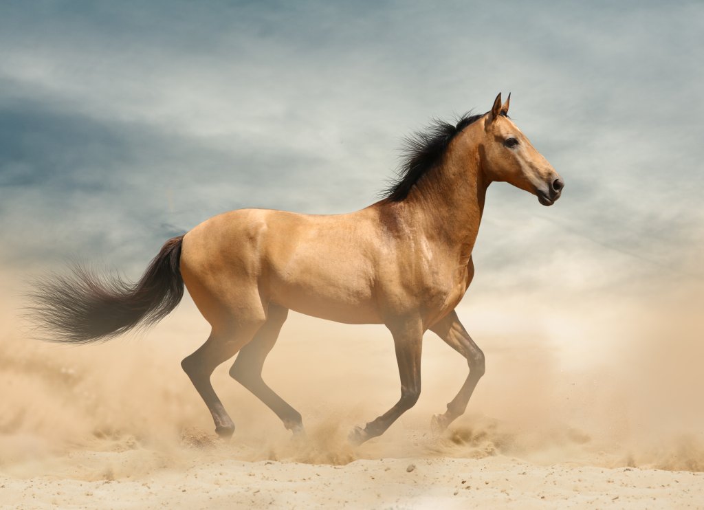 Mustang vs Arabian Horse: Unveiling Key Differences History and Origin ...