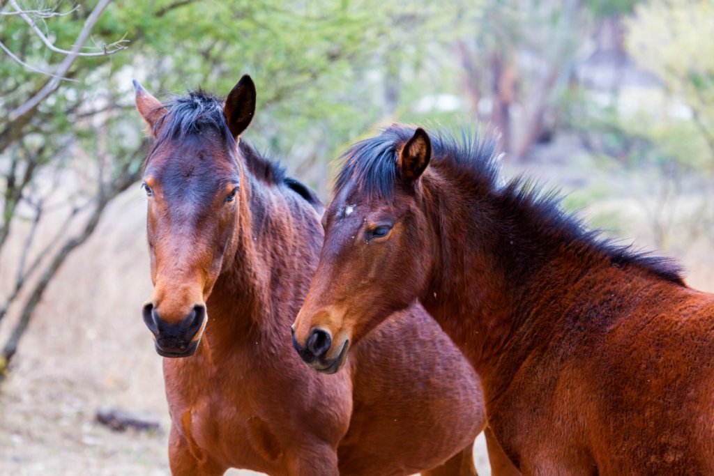 Mustang vs Arabian Horse: Unveiling Key Differences History and Origin ...