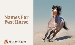 250 Names For Fast Horse (With Meanings) - HorseNameIdeas.com