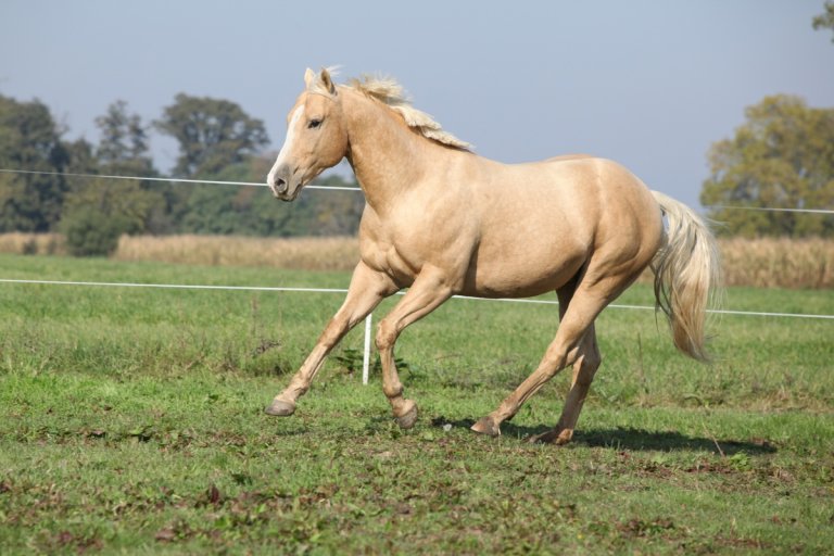 What is a Quarter Horse: Comprehensive Guide on Breed and Traits ...