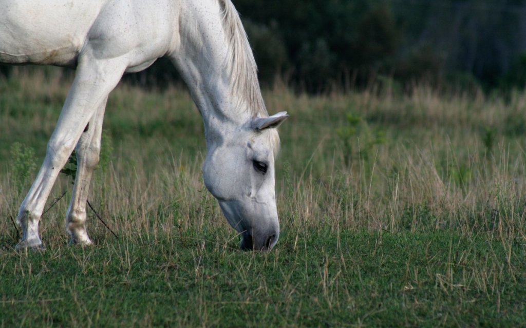 What Does an Arabian Horse Eat: Comprehensive Feeding Guide ...