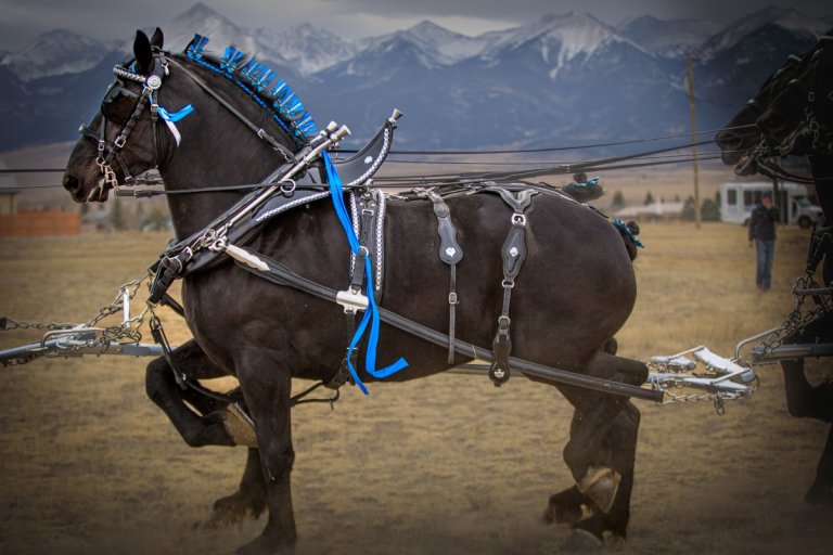 Is a Percheron a Draft Horse? Essential Facts and Insights ...