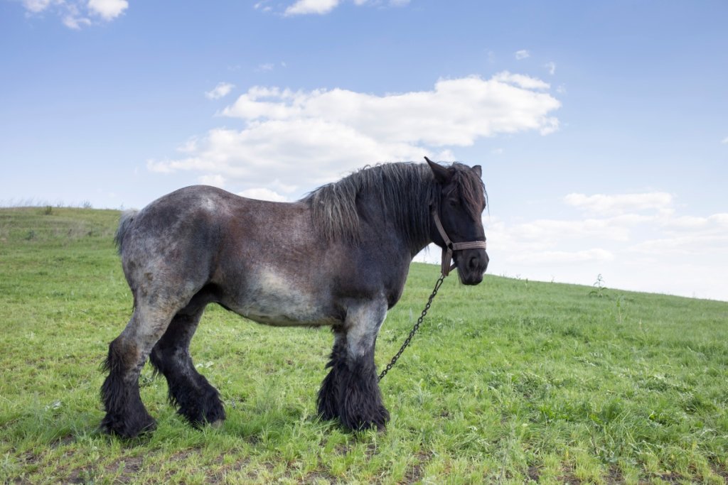 What is a Draft Horse: Comprehensive Guide to The Mighty Breed ...