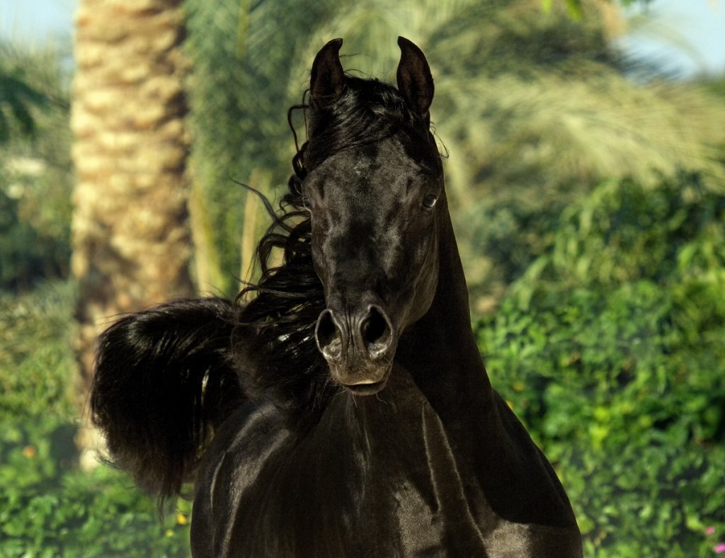 Arabian Horse Types: Comprehensive Guide for Enthusiasts ...