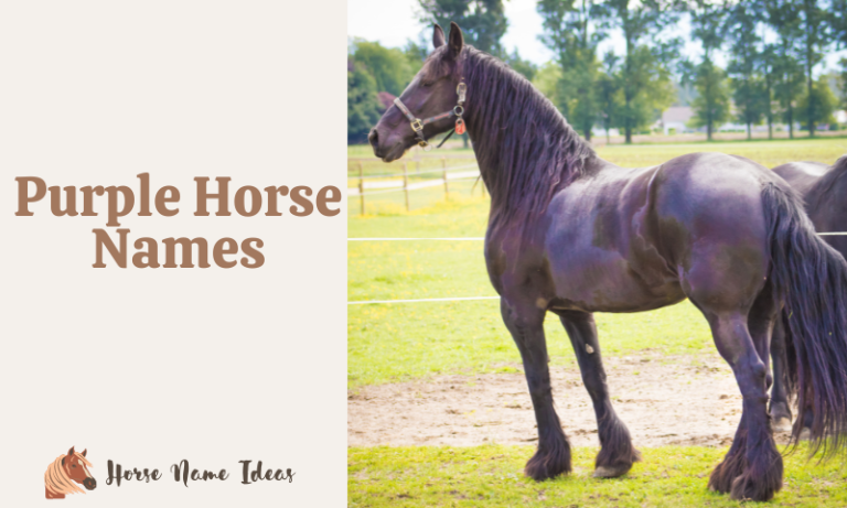250 Purple Horse Names (With Meanings) - HorseNameIdeas.com