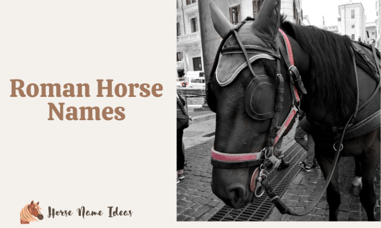 250 Roman Horse Names (With Meanings) - HorseNameIdeas.com