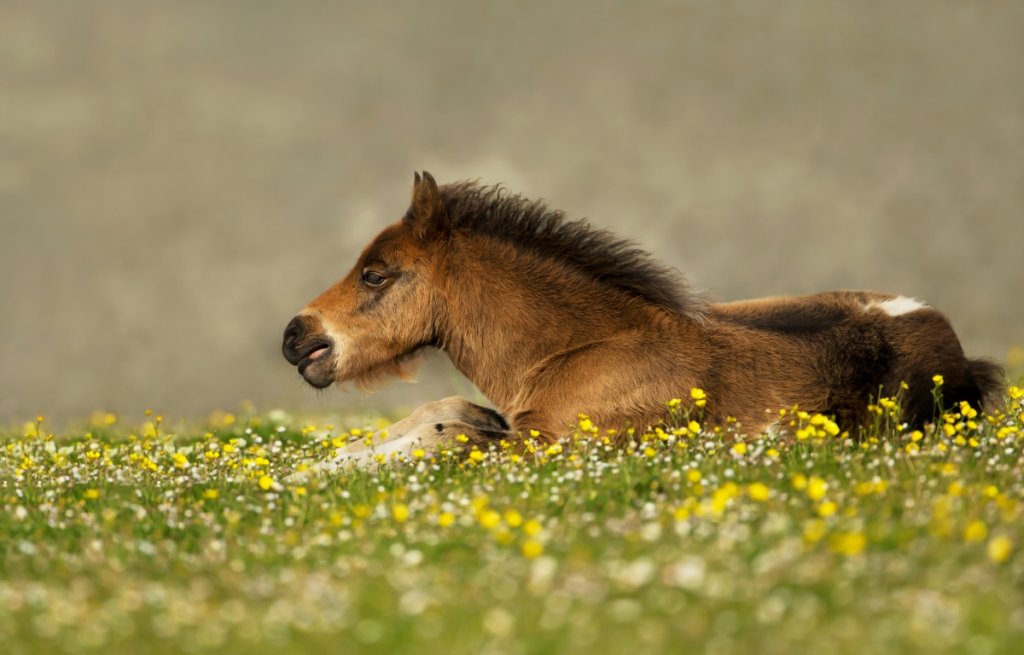 What is a Shetland Pony: In-Depth Guide to the Small Breed ...