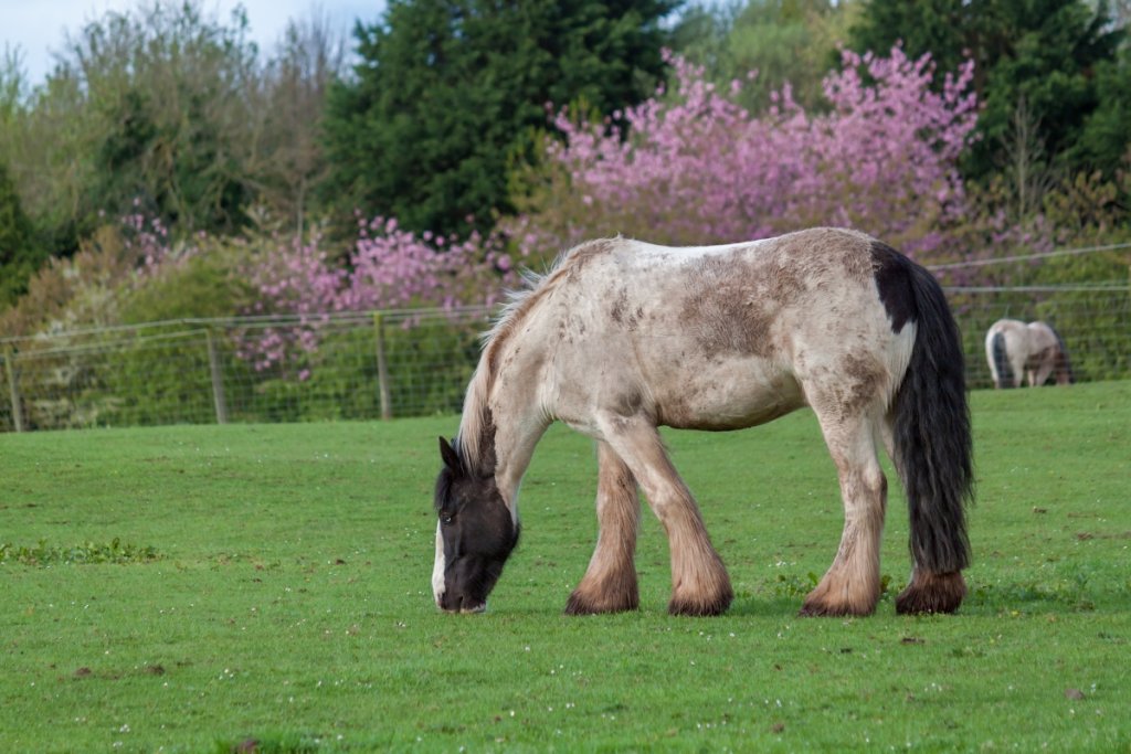 How Much Does a Shire Horse Cost: Comprehensive Buyer's Guide ...