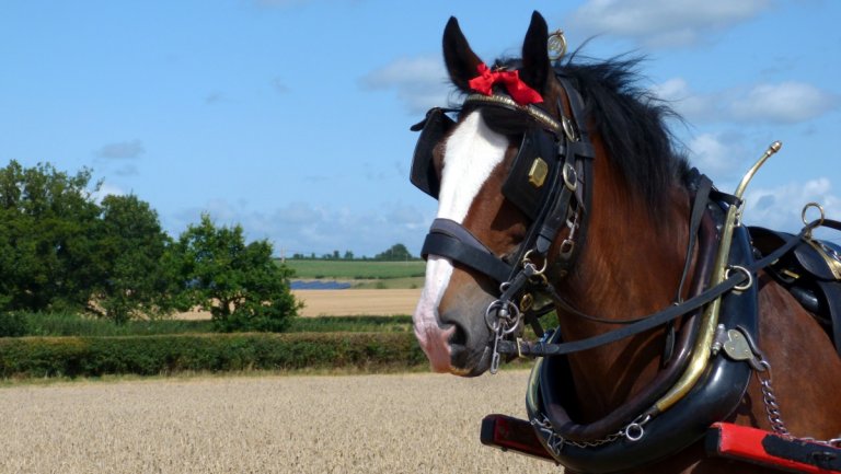 How Much Weight Can a Shire Horse Carry: Comprehensive Guide ...