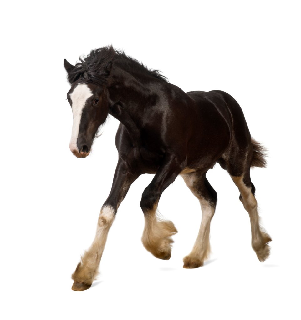 How Much Does a Shire Horse Cost: Comprehensive Buyer's Guide ...