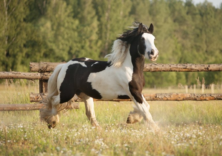 Is a Gypsy Vanner a Draft Horse: A Detailed Analysis - HorseNameIdeas.com