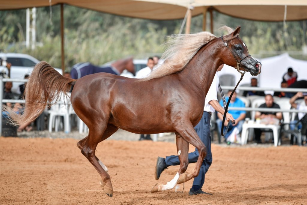 What is an Arabian Horse: Comprehensive Guide to the Breed ...