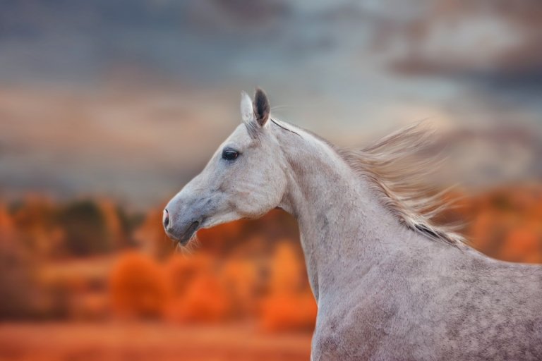 Arabian Horse vs Normal Horse: In-Depth Comparison - HorseNameIdeas.com