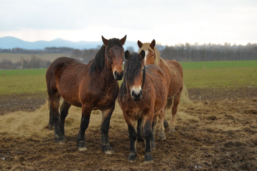 What is a Draft Horse: Comprehensive Guide to The Mighty Breed ...