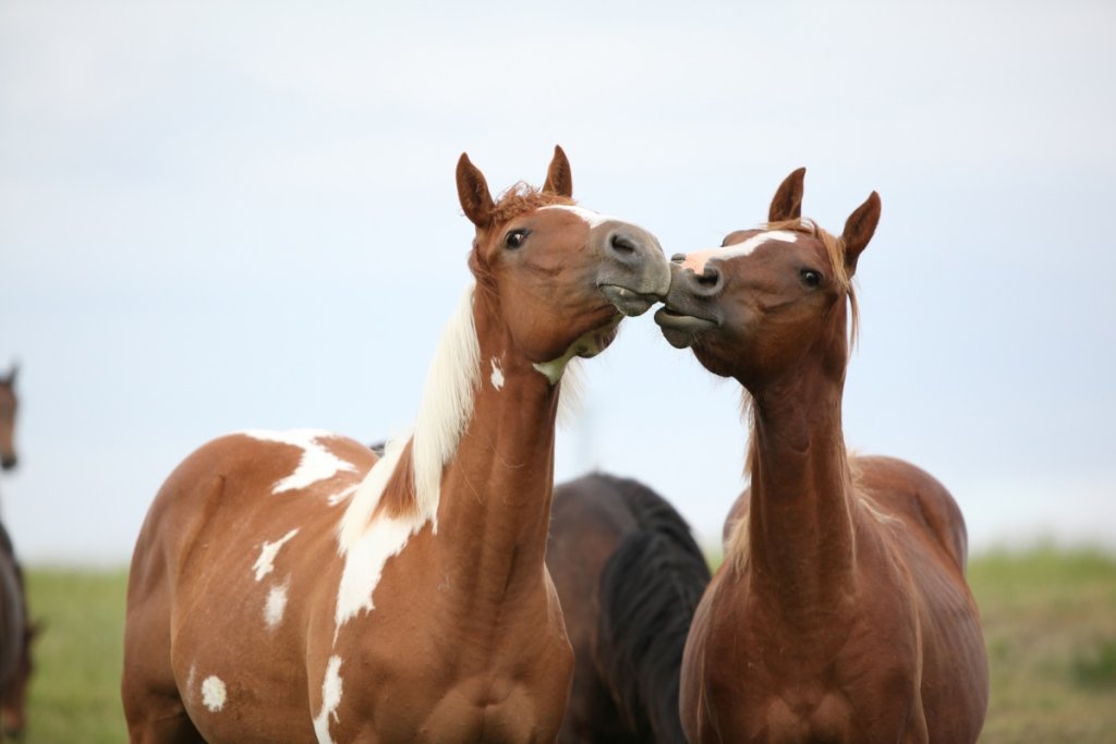 What is a Tobiano Paint Horse: In-Depth Guide - HorseNameIdeas.com