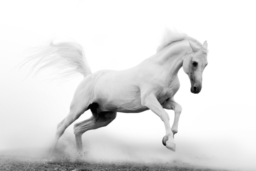How Fast Can an Arabian Horse Run: In-Depth Analysis - HorseNameIdeas.com