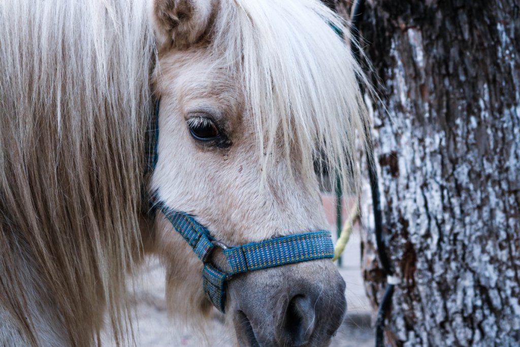 What is a Shetland Pony: In-Depth Guide to the Small Breed ...