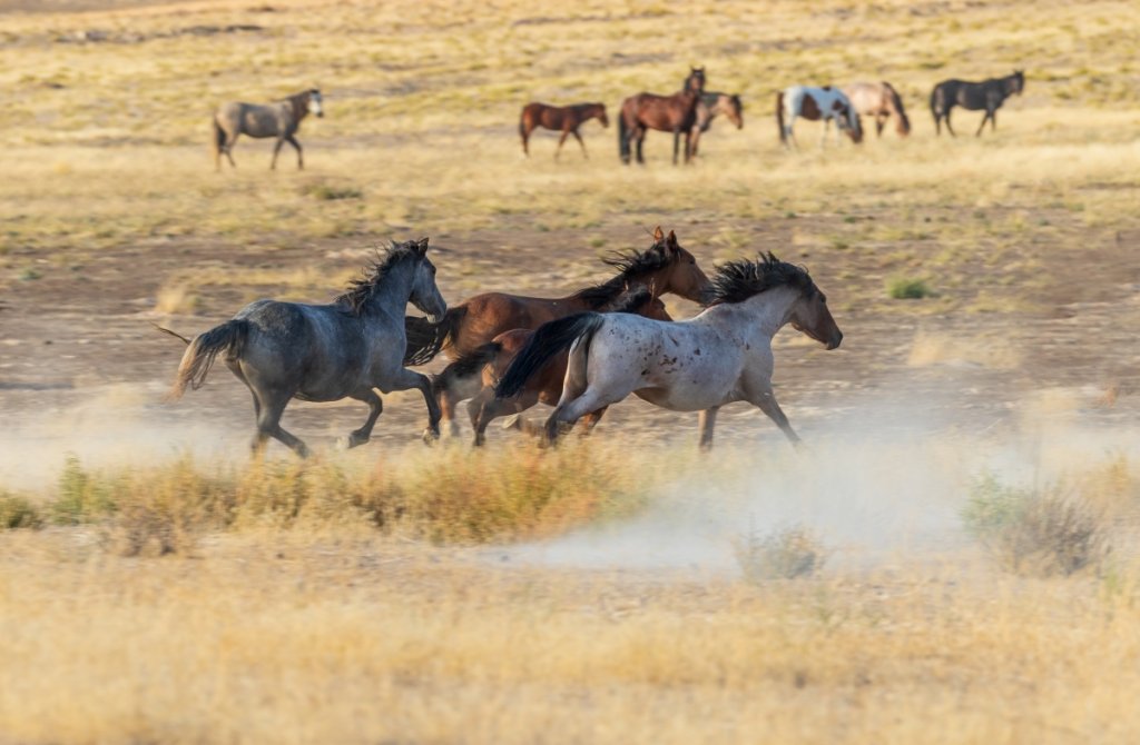 How Fast Can a Mustang Horse Run: In-Depth Speed Analysis ...