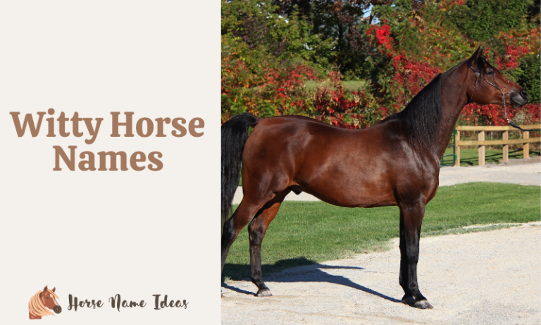 250 Witty Horse Names (With Meanings) - HorseNameIdeas.com