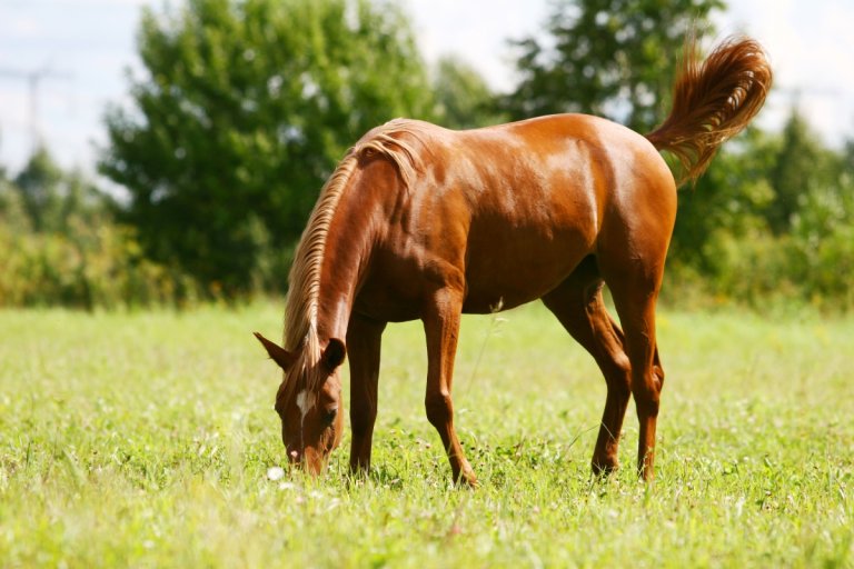 What Does an Arabian Horse Eat: Comprehensive Feeding Guide ...