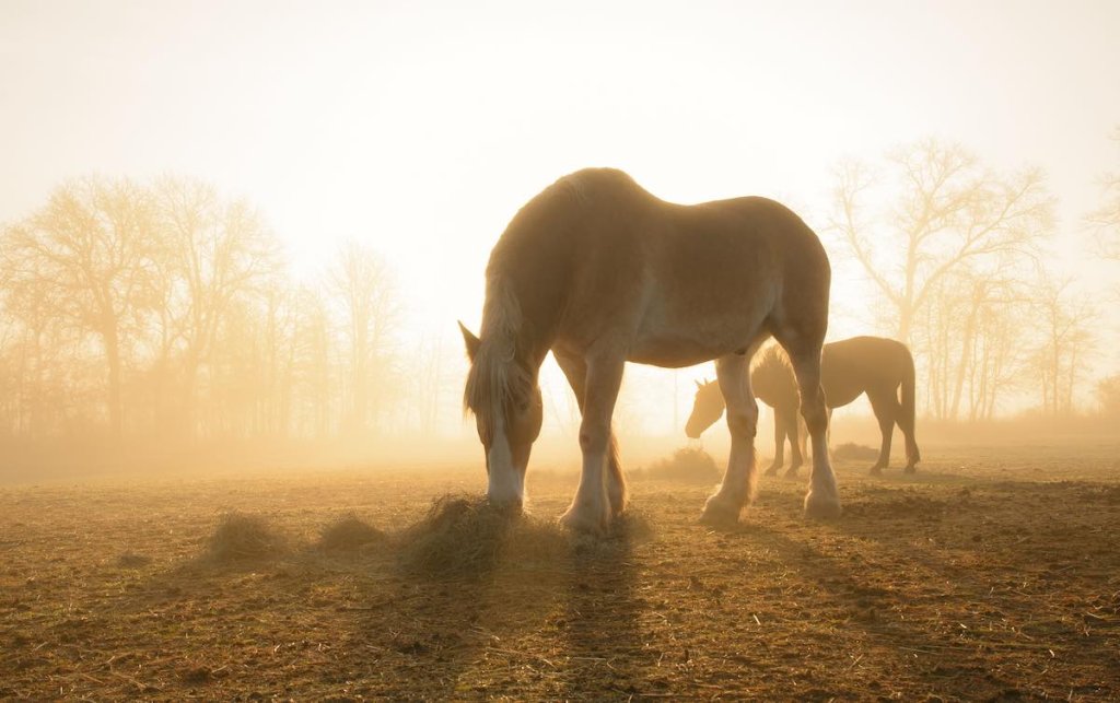 How Much Does It Cost to Feed a Draft Horse? A Comprehensive Guide ...