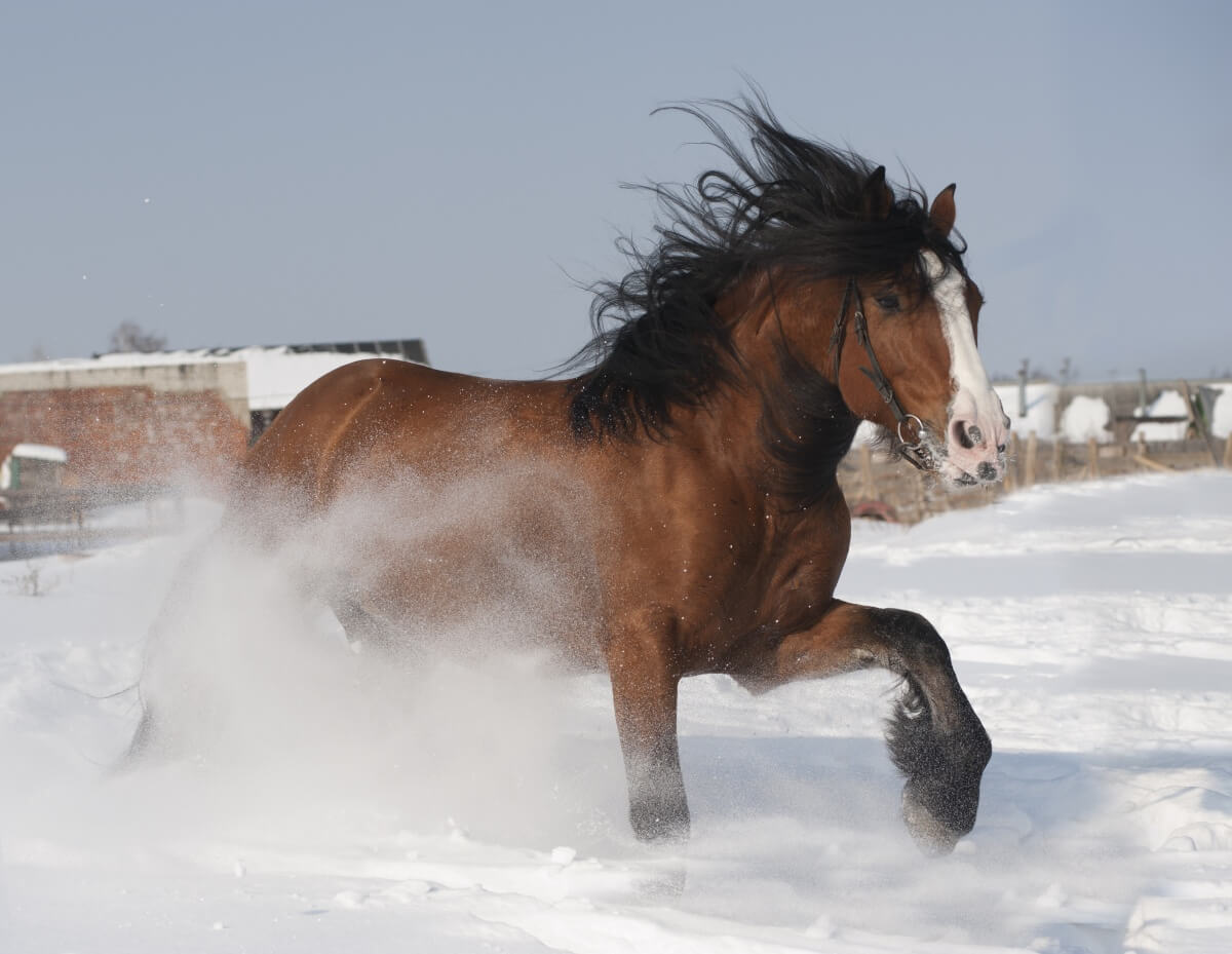 How Fast Can a Draft Horse Run: Uncovering the Facts - HorseNameIdeas.com