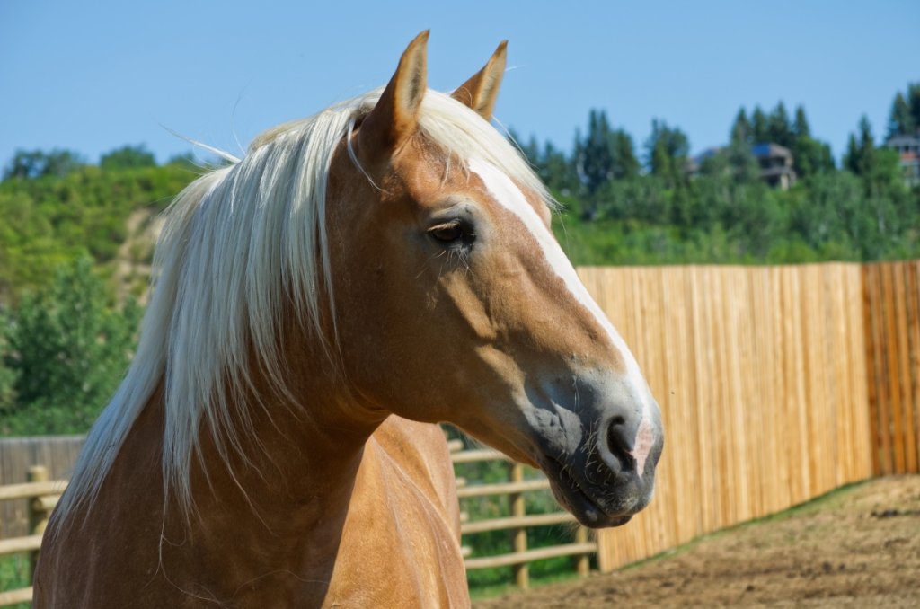 Clydesdale vs Quarter Horse: In-Depth Breed Comparison - HorseNameIdeas.com