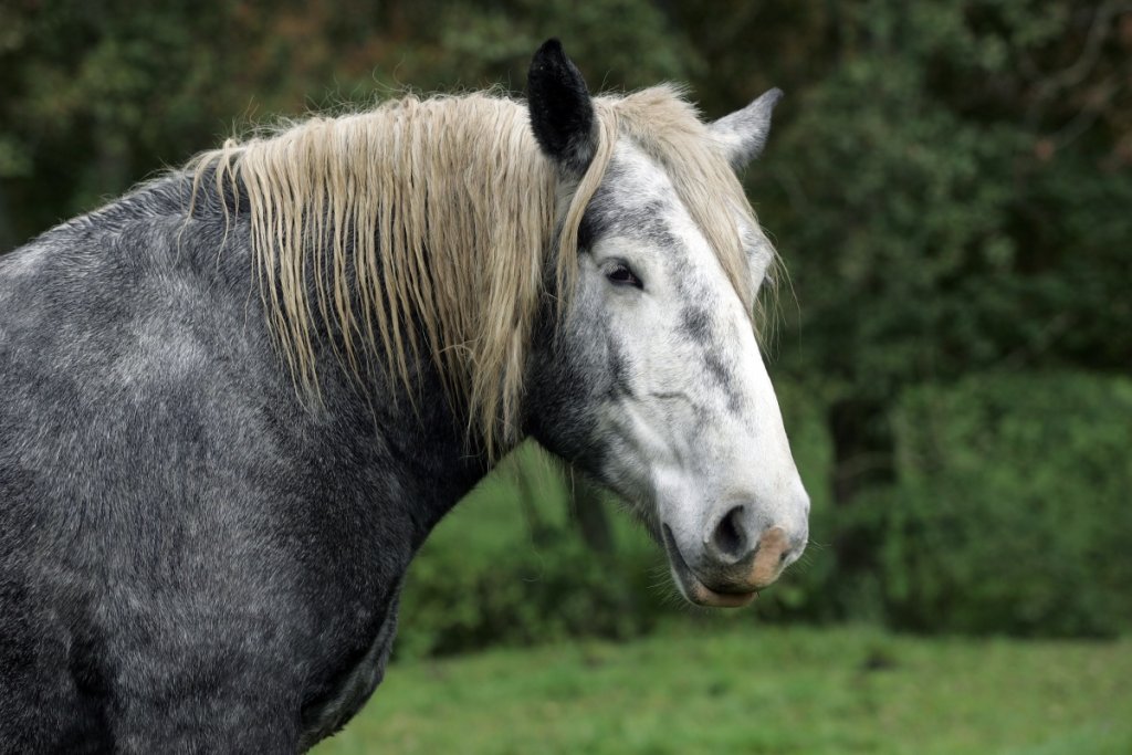Shire Horse vs Percheron: Unveiling Majestic Draft Breeds ...