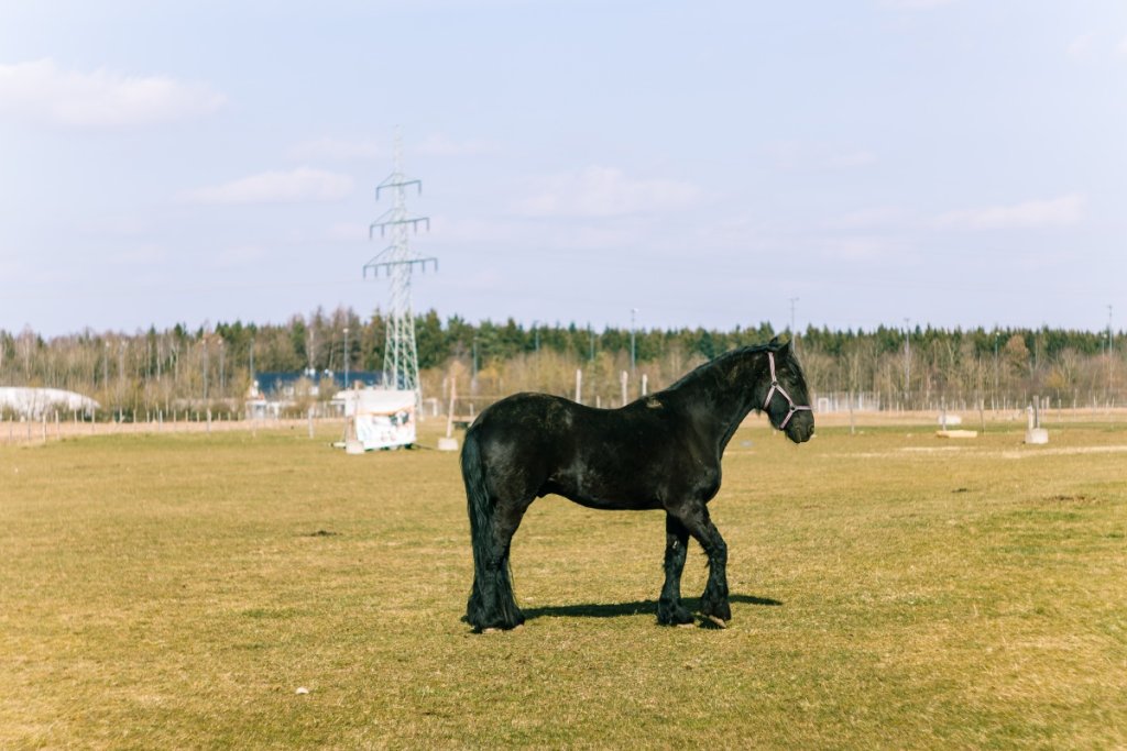 What is a Friesian Sport Horse: Comprehensive Guide - HorseNameIdeas.com