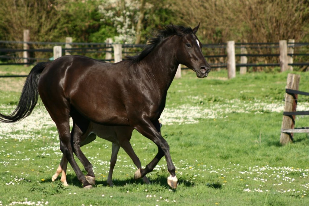 American Quarter Horse Coat Colors: In-Depth Guide - HorseNameIdeas.com