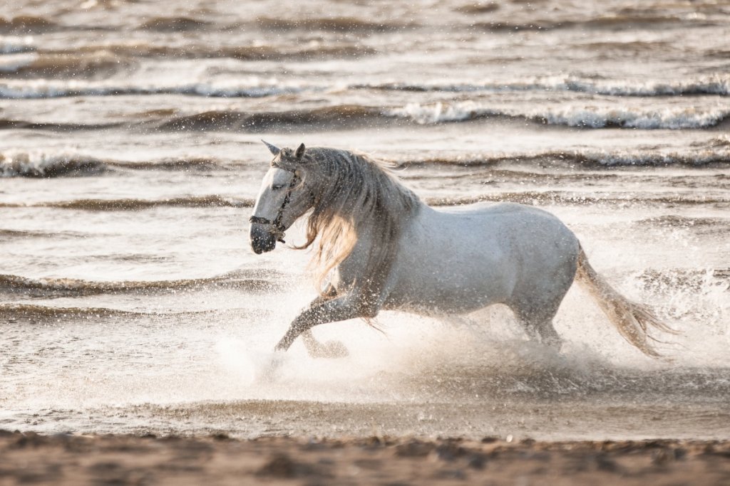 How Tall Is an Andalusian Horse: Key Facts and Details - HorseNameIdeas.com