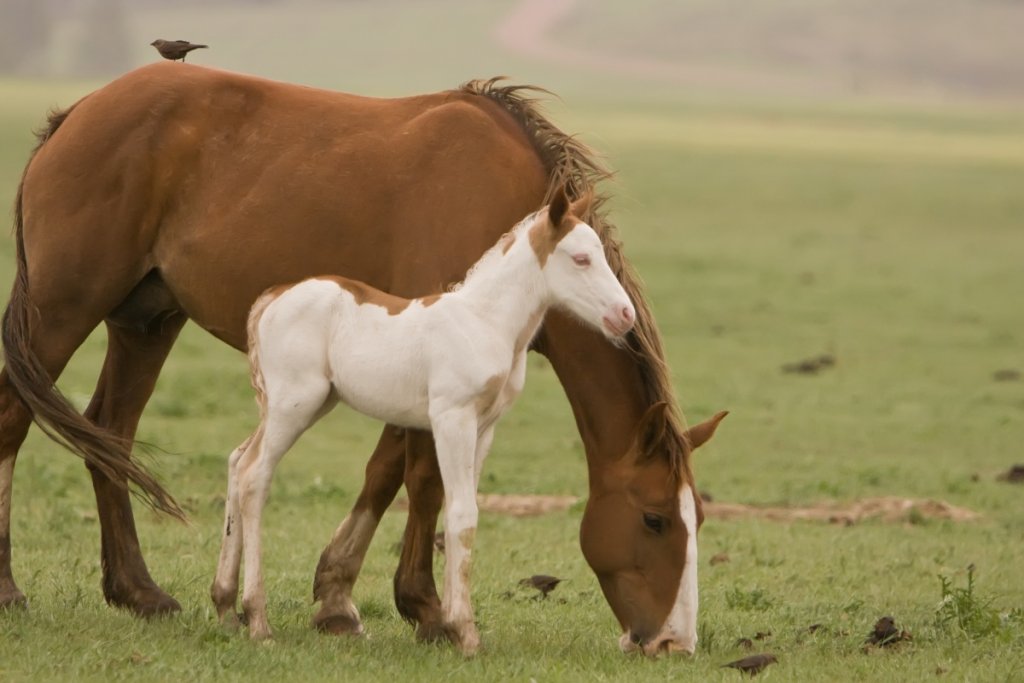 How to Identify a Mustang Horse: Key Traits and Tips - HorseNameIdeas.com