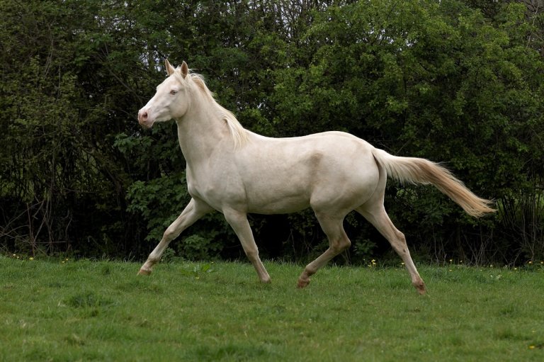 Akhal-Teke Horse Origin & History: In-Depth Guide - HorseNameIdeas.com