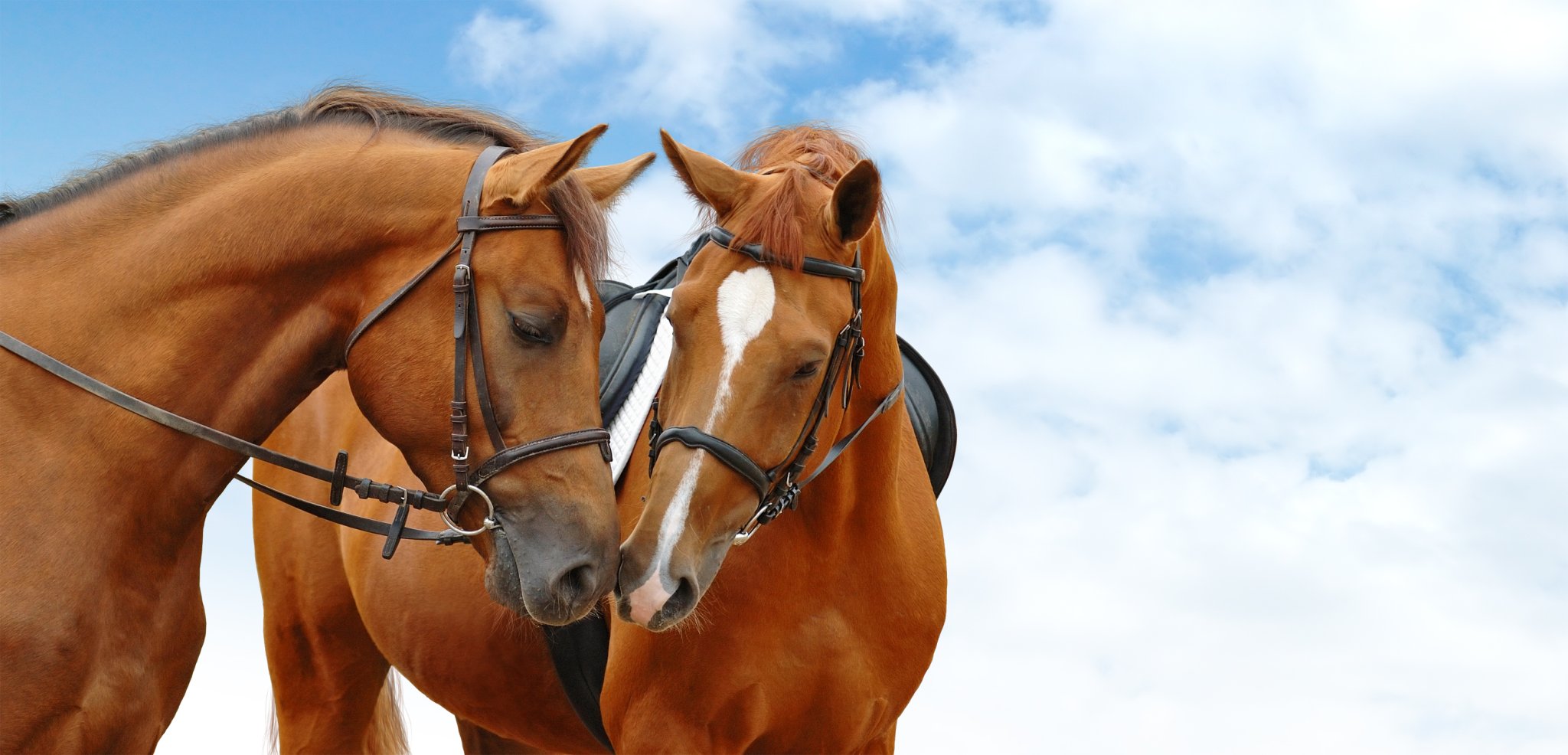 Akhal Teke vs Arabian Horse: Comprehensive Comparison Guide ...