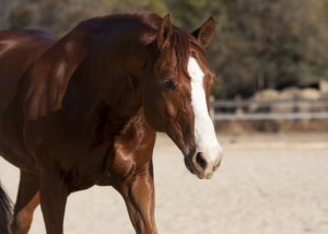 American Quarter Horse Coat Colors: In-Depth Guide - HorseNameIdeas.com