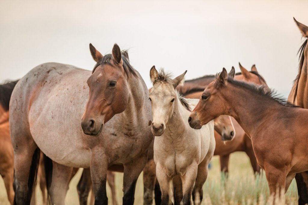 American Quarter Horse Vs Mustang: In-Depth Comparison Guide ...