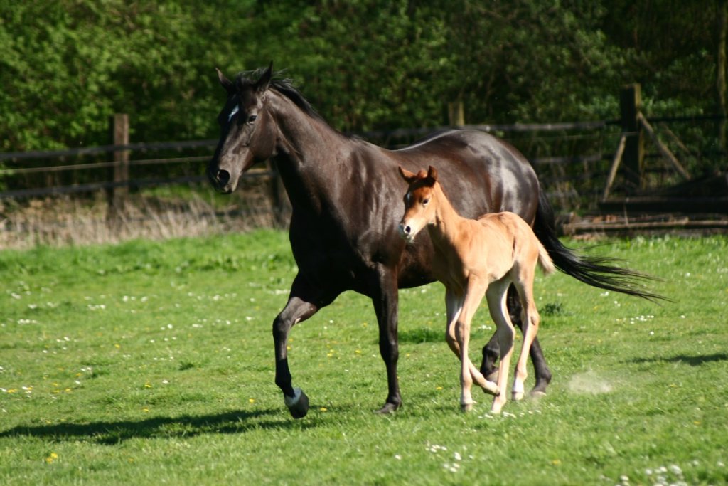 American Quarter Horse Coat Colors: In-Depth Guide - HorseNameIdeas.com