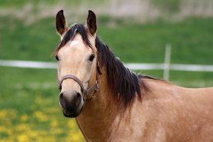 American Quarter Horse Coat Colors: In-Depth Guide - HorseNameIdeas.com