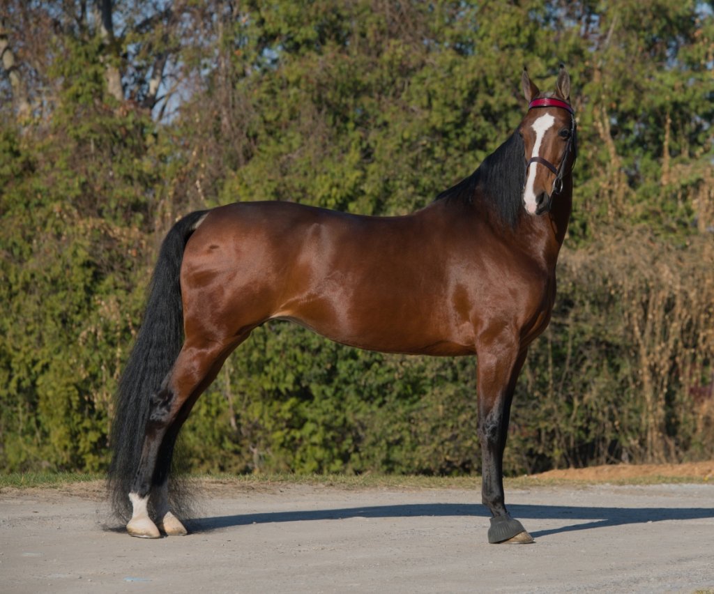 How Much Does American Saddlebred Horse Cost: An In-Depth Guide ...